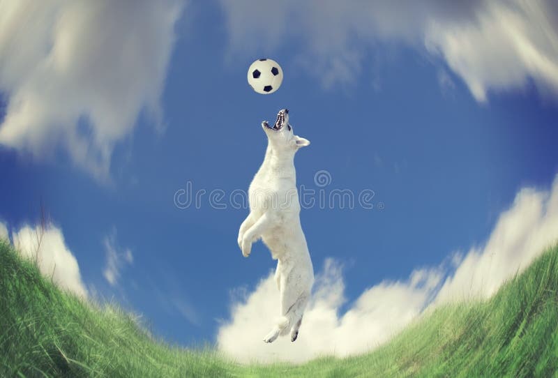 Dog Catching a Ball in Midair Stock Photo - Image of ball, catching ...