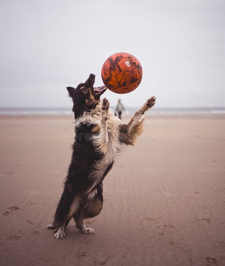 Dog Catching a Ball on a Sandy Beach. Editorial Photography - Image of ...