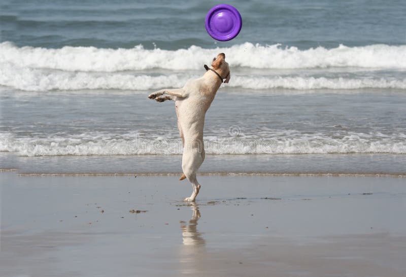 Dog with disc stock photo. Image of outdoors, active, friends - 1489424