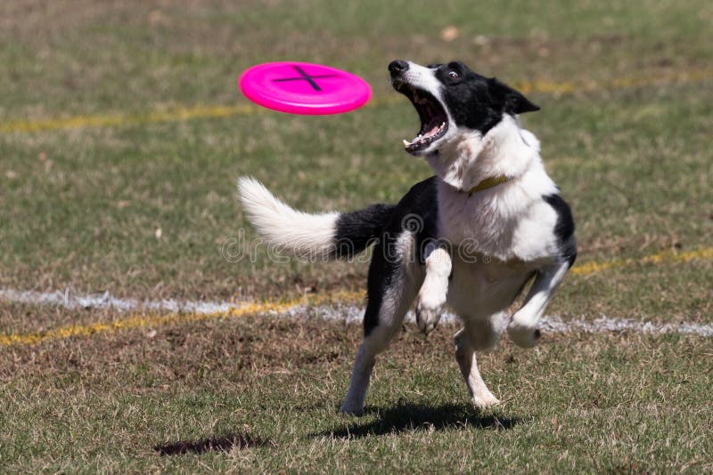Dog Up in the Air Catching a Disc in the Park on a Sunny Day. Stock ...