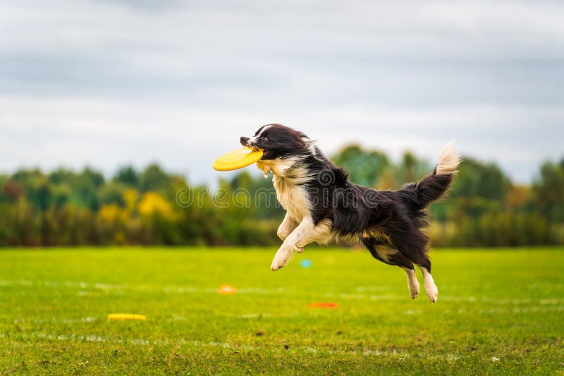 Dog Catching a Disk in the Air. Dog Jumping in the Air. Dog Running in ...