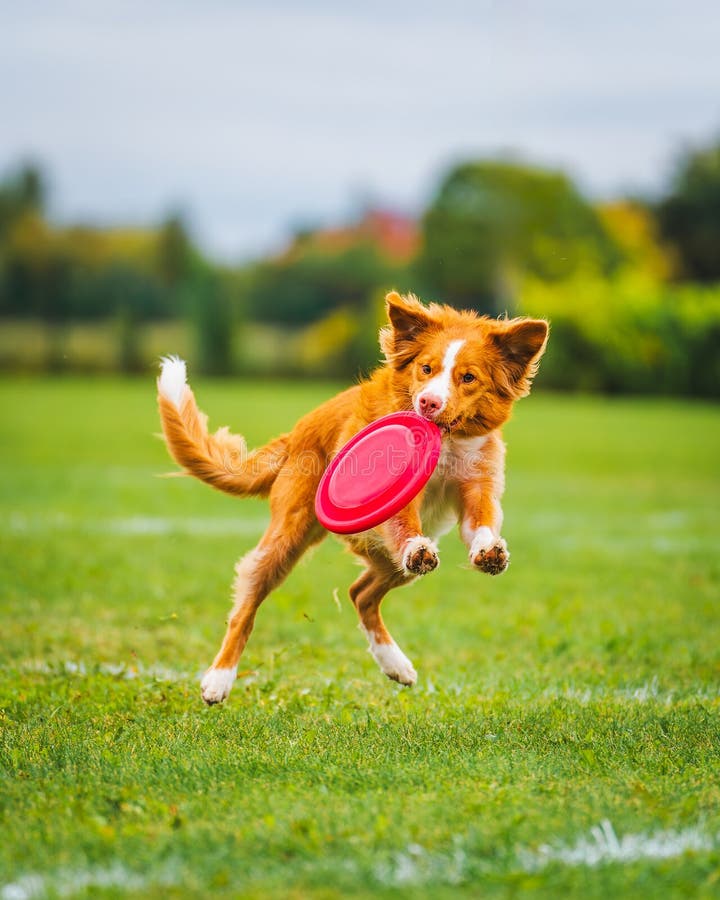 Dog Catching a Disk in the Air. Dog Jumping in the Air. Dog Running in ...
