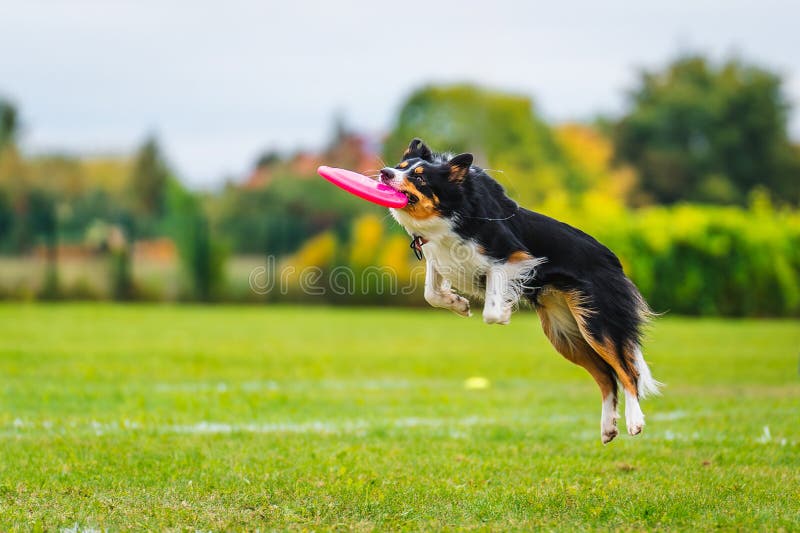 Dog Catching a Disk in the Air. Dog Jumping in the Air. Dog Running in ...