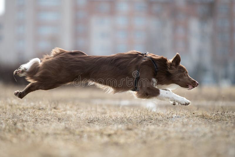 Dog Catching Flying Disk, Pet Playing Outdoors Stock Image - Image of ...