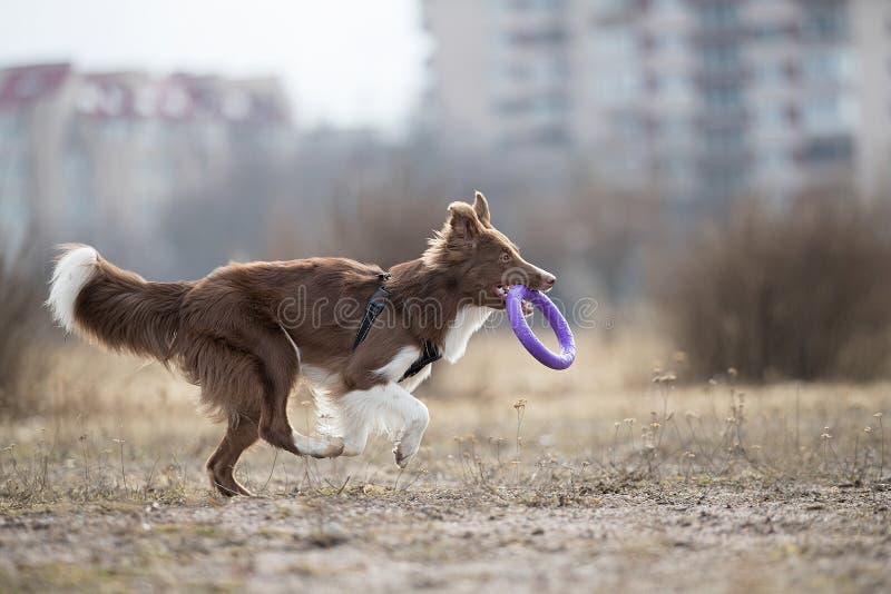 Dog Catching Flying Disk, Pet Playing Outdoors Stock Photo - Image of ...