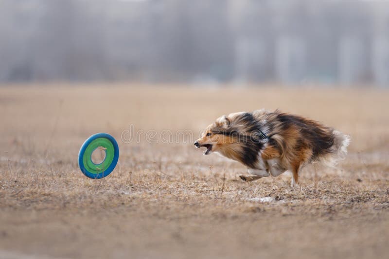 Dog catching flying disk stock photo. Image of outside - 90250296