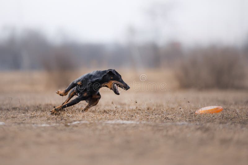 Dog catching flying disk stock photo. Image of collie - 90250426