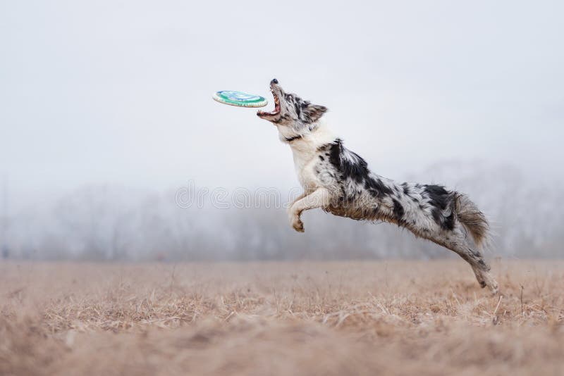 Dog catching flying disk stock image. Image of high, flying - 90249391