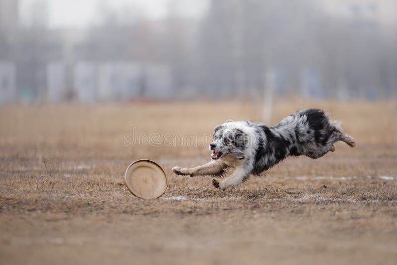 Dog catching flying disk stock image. Image of activity - 90249545