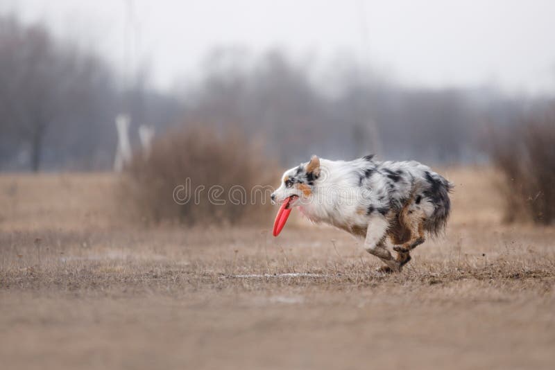 Dog catching flying disk stock photo. Image of collie - 90249802