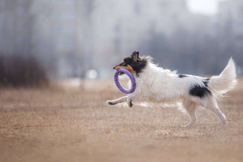 Dog catching flying disk stock image. Image of green - 90250763