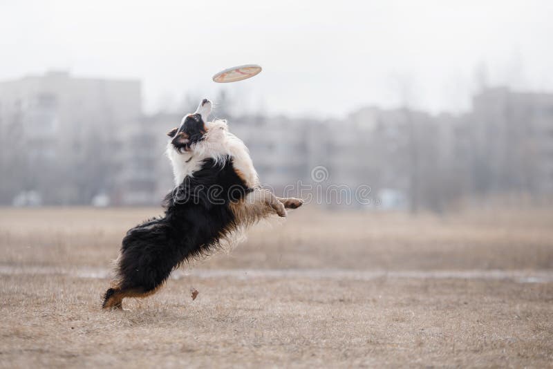 Dog catching flying disk stock photo. Image of activity - 90250844