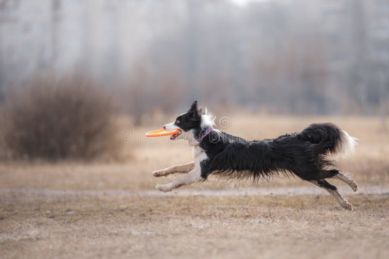 Dog catching flying disk stock image. Image of activity - 90250979