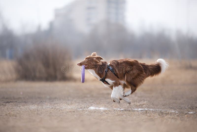 Dog catching flying disk stock photo. Image of happy - 90250980