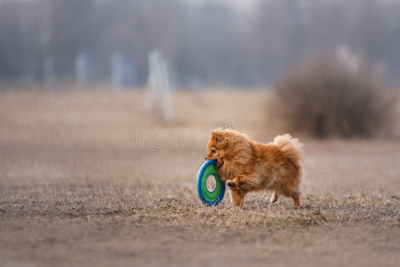 Dog catching flying disk stock photo. Image of catching - 90250616