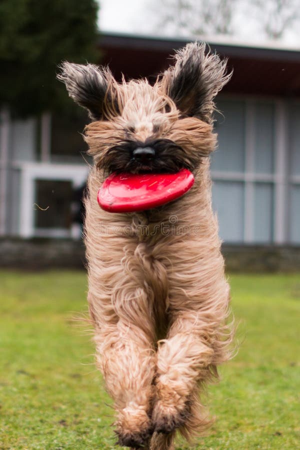Dog catching Frisbee stock image. Image of cute, playing - 192034629