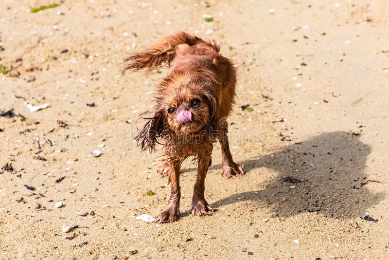 A Dog Cavalier King Charles, a Ruby Puppy Stock Image - Image of ...