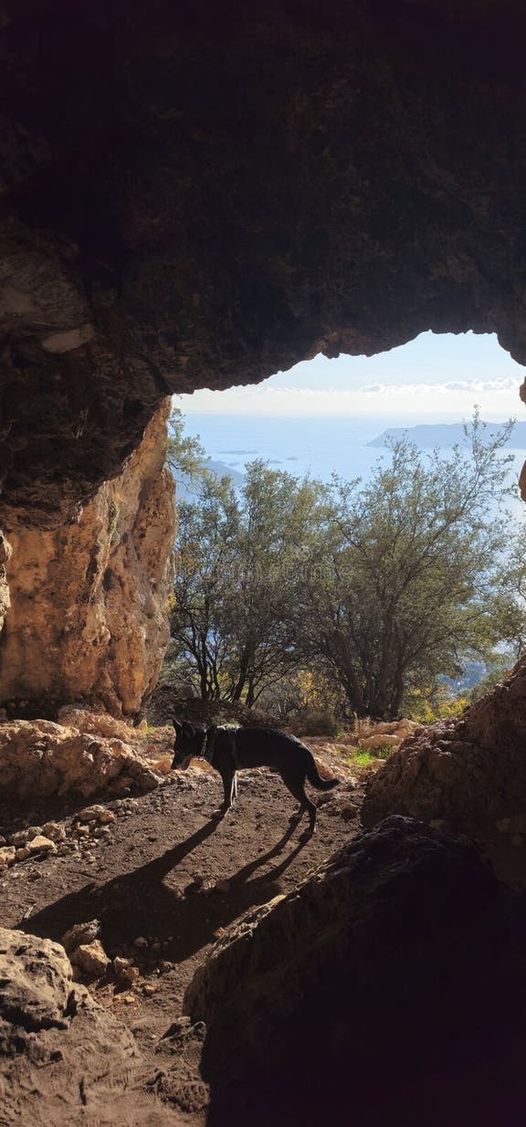 Dog in a cave stock image. Image of mountain, cave, tracking - 391356343
