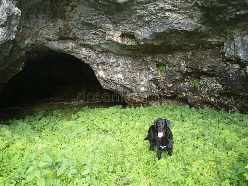 Dog in cave stock photo. Image of mammal, flower, stream - 227799570