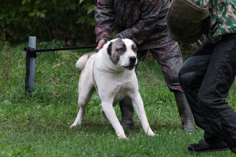 Lacing Teeth Stock Photos - Free & Royalty-Free Stock Photos from ...