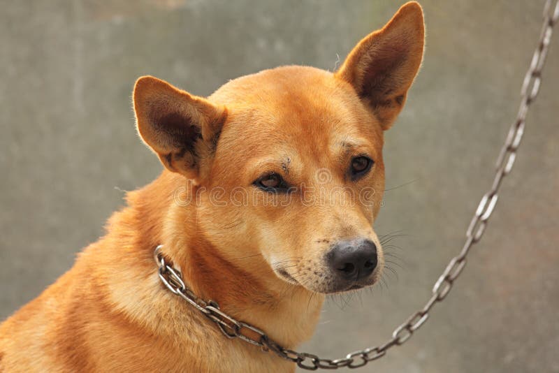 Dog on a chain stock image. Image of puppy, canine, lonely - 18068543
