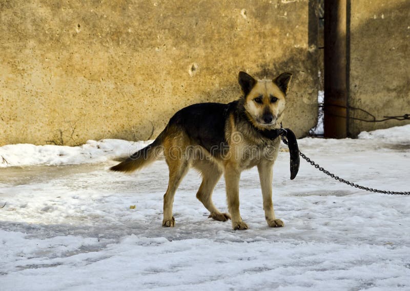 A dog on a chain stock photo. Image of animals, cement - 29539358