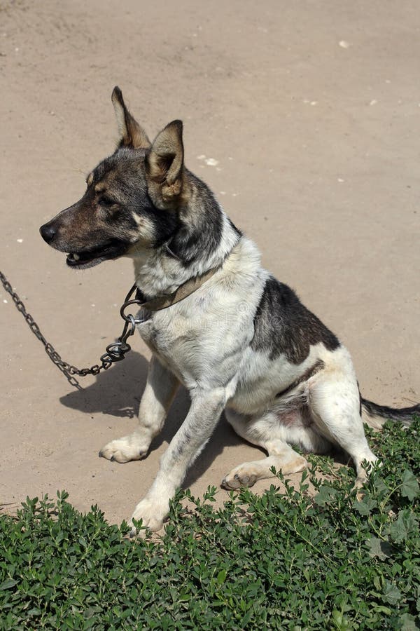 Dog on a chain stock photo. Image of frightened, brown - 75708116