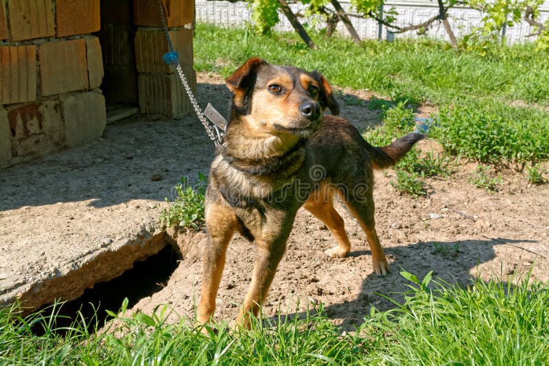 Dog on a chain stock image. Image of black, loyal, captive - 72223975