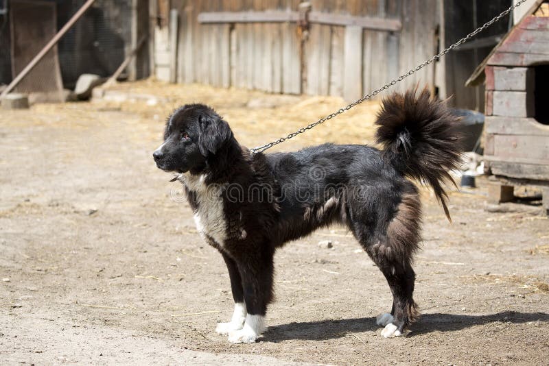 Dog on the chain stock image. Image of animal, enslavement - 136073469