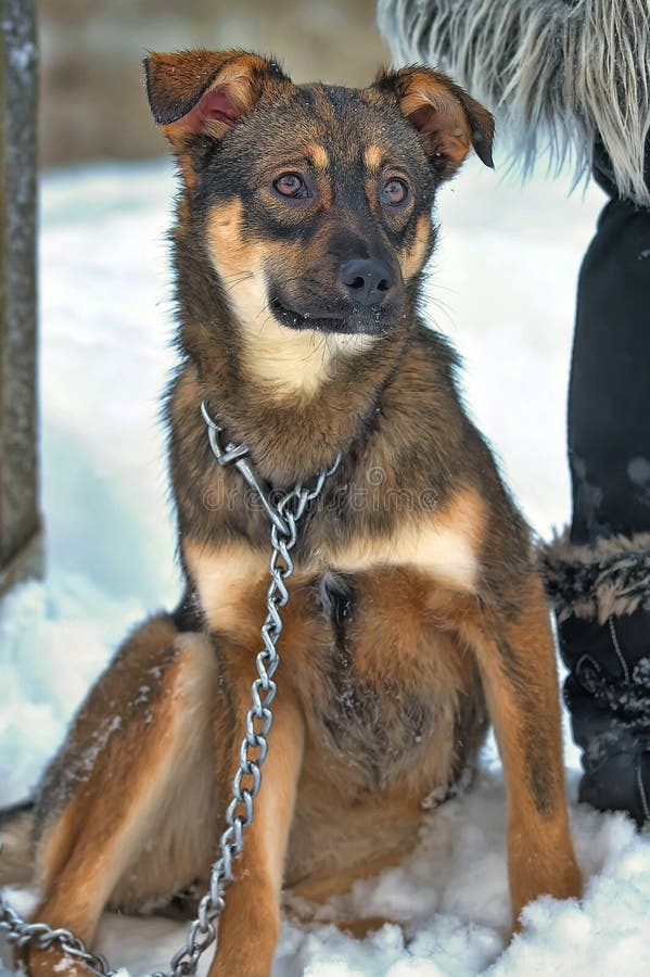 Dog on chain stock image. Image of bush, closeup, brown - 36938825
