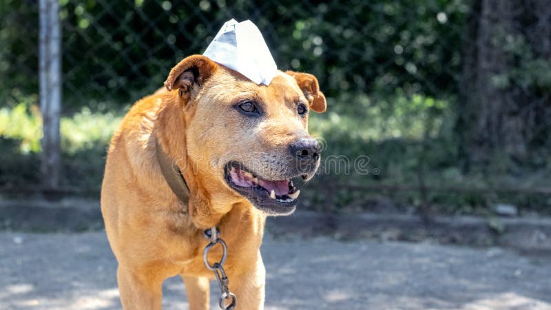 A Dog on a Chain with a Paper Cap on Its Head. Funny Animals Stock ...