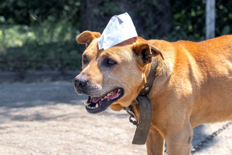 A Dog on a Chain with a Paper Cap on Its Head. Funny Animals Stock ...