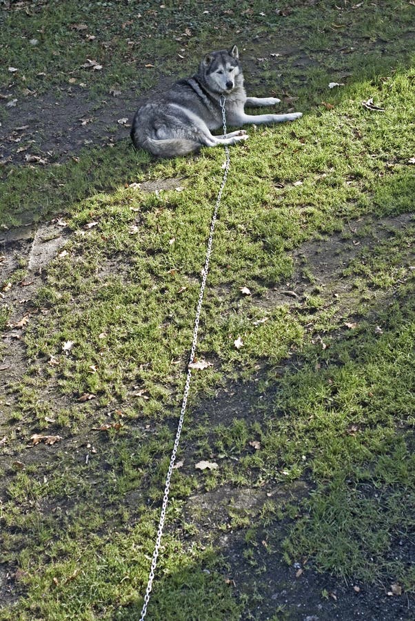 Dog on chain stock photo. Image of animal, backyard - 102295190