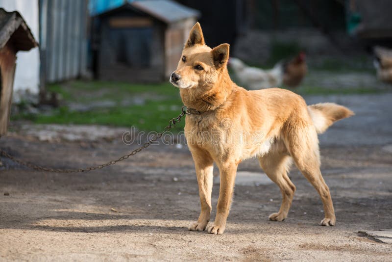 Dog Chained in the Yard. Watchdog Stock Image - Image of friend, pretty ...