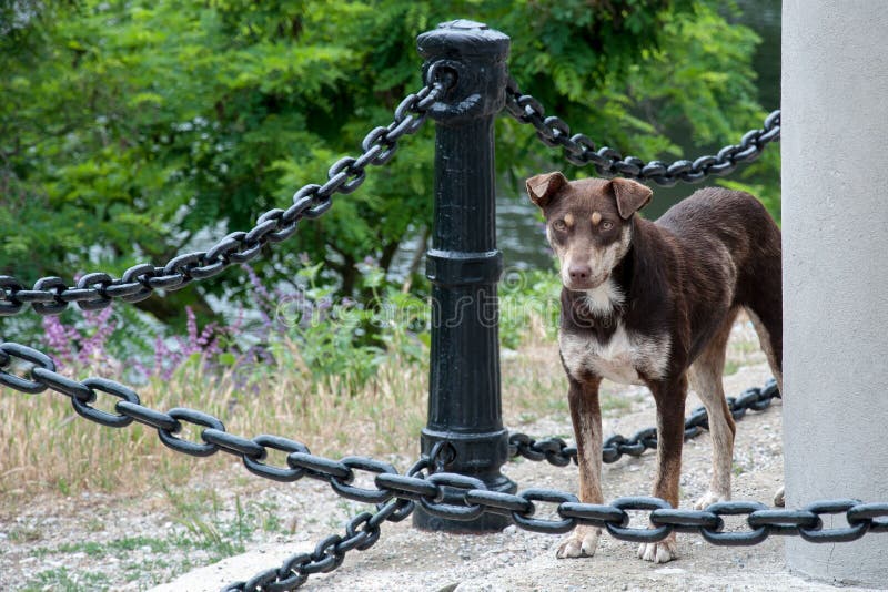 A dog between the chains stock image. Image of hair, cheerful - 41628609