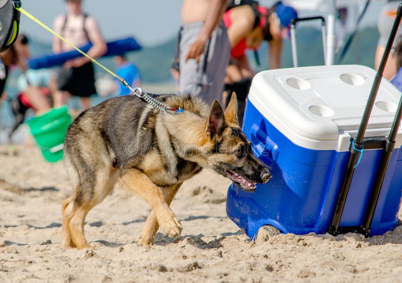 Dog Chasing after Rolling Cooler Stock Photo - Image of beach, movement ...