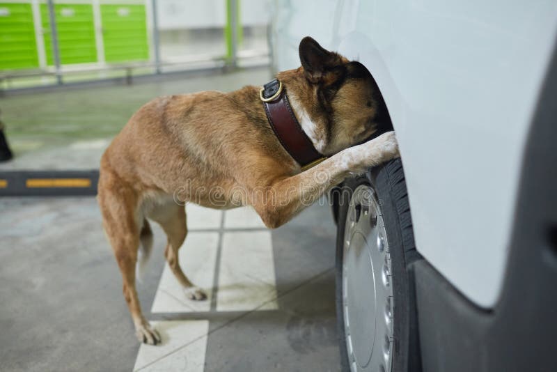Dog checking the car stock image. Image of obedience - 218924527