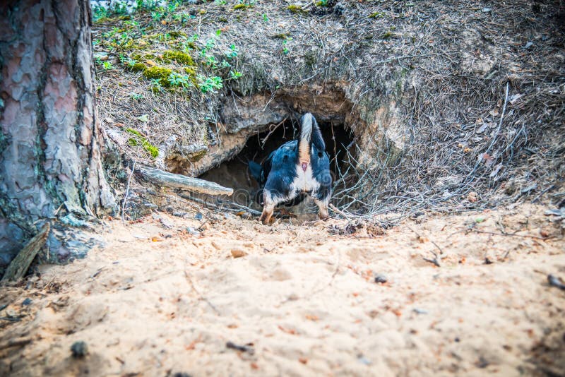 Dog checking cave stock image. Image of cute, nature - 119159141