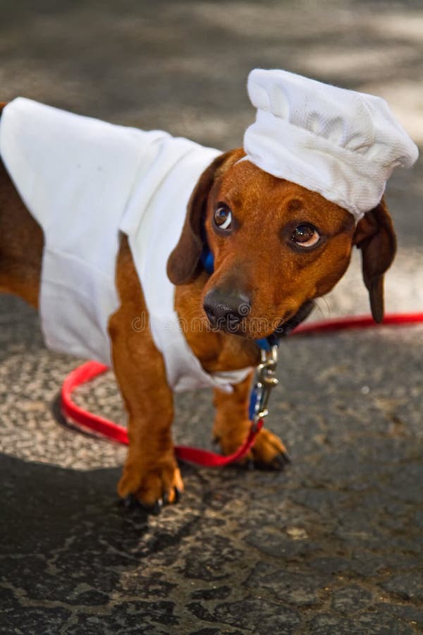Dog Chef stock photo. Image of chef, costume, dachshund - 17746090