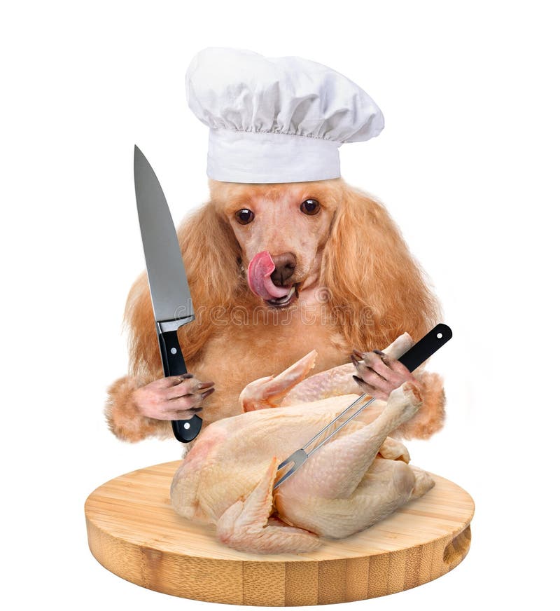 Dog chef stock photo. Image of appetite, menu, gourmet - 38392170