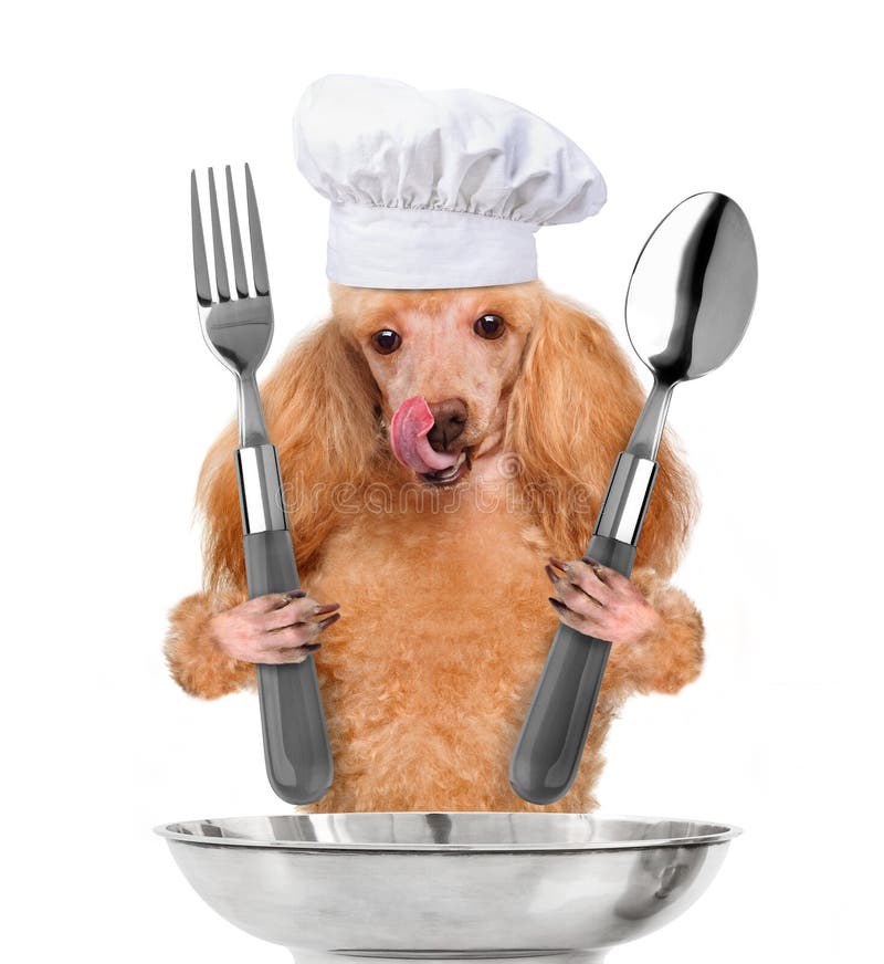 Dog chef stock image. Image of joke, lick, fork, dish - 38392361