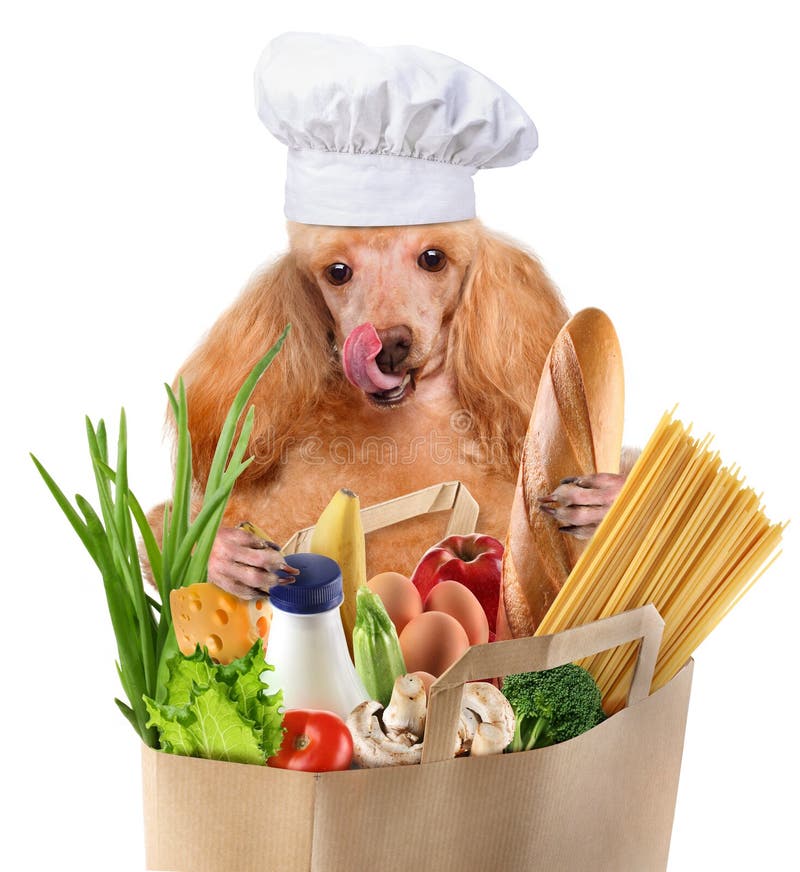 Dog chef stock image. Image of cuisine, culinary, hold - 38392701