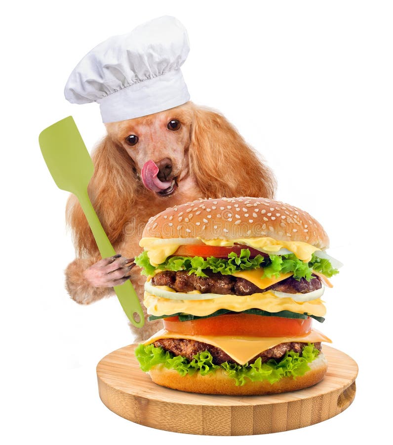 Dog chef stock image. Image of eating, beef, food, catering - 38392935