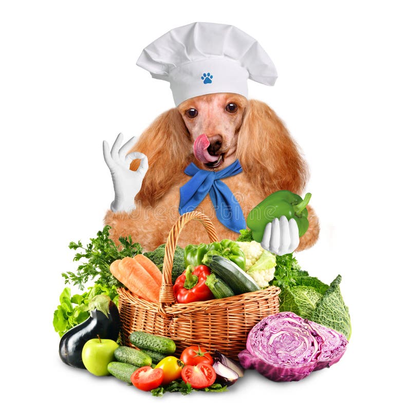 Dog chef stock image. Image of food, funny, animal, isolated - 39064613