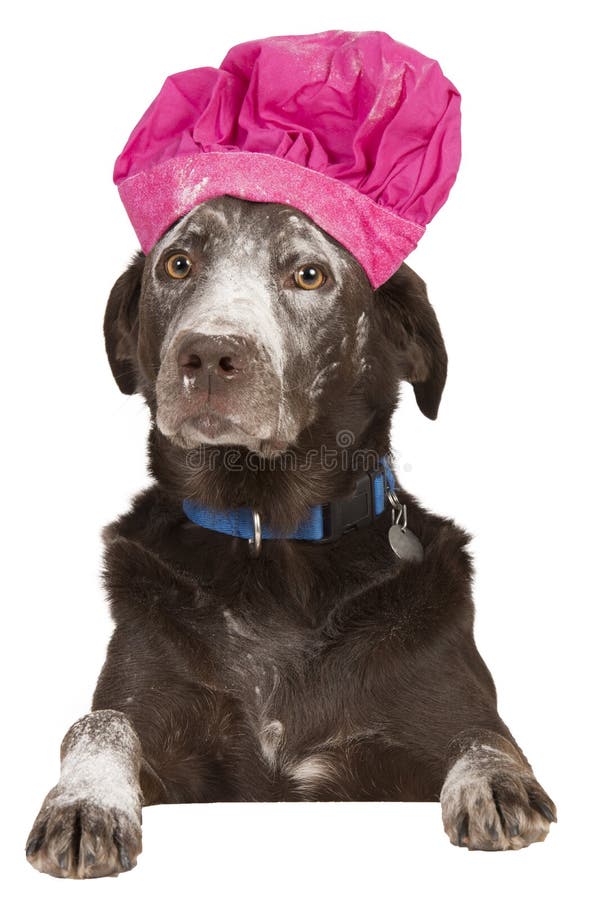 Dog Chef Cook Flour Its Face Stock Photos - Free & Royalty-Free Stock ...
