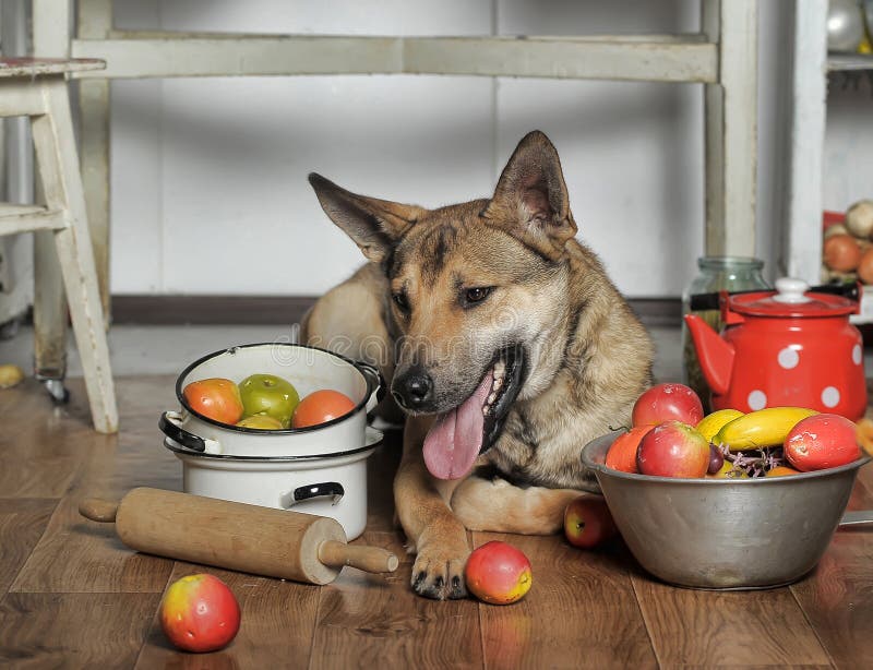 Dog chef stock image. Image of kitchen, preparation, recipe - 34081903