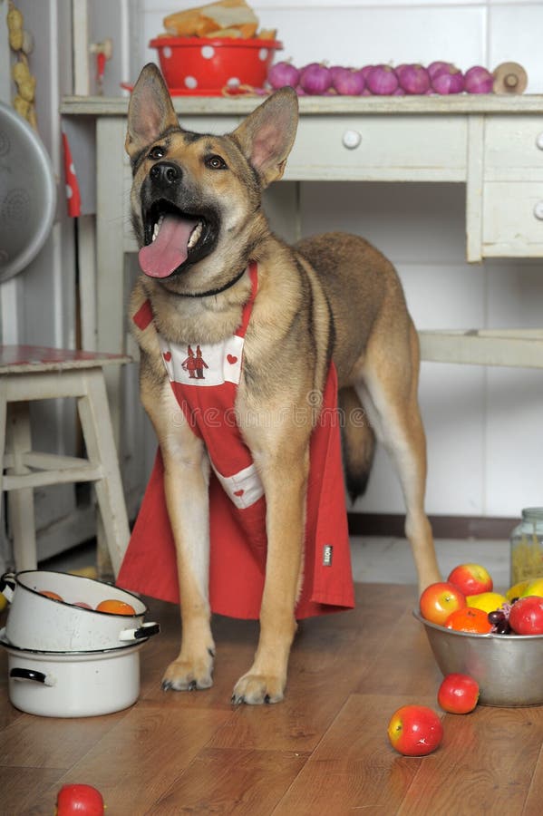 Dog chef stock image. Image of halfbreed, recipe, preparation - 34139385