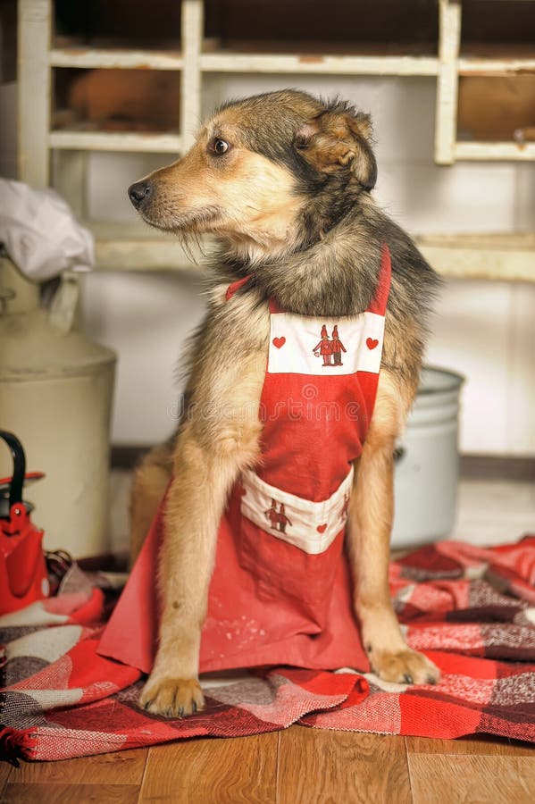 Dog chef stock image. Image of preparation, bakery, eggs - 38793297