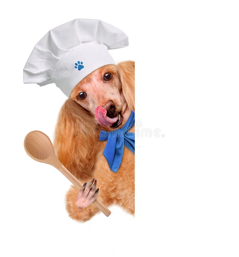 Dog chef stock image. Image of food, joke, gourmet, comical - 38392483