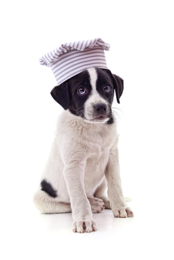443 Dog Chef Hat Photos - Free & Royalty-Free Stock Photos from Dreamstime
